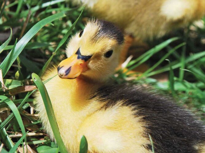 The Benefits of Raising Ducks - Grit